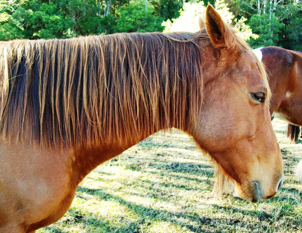 Part 16 – Danny Joins the Herd!!! – HorseMagic