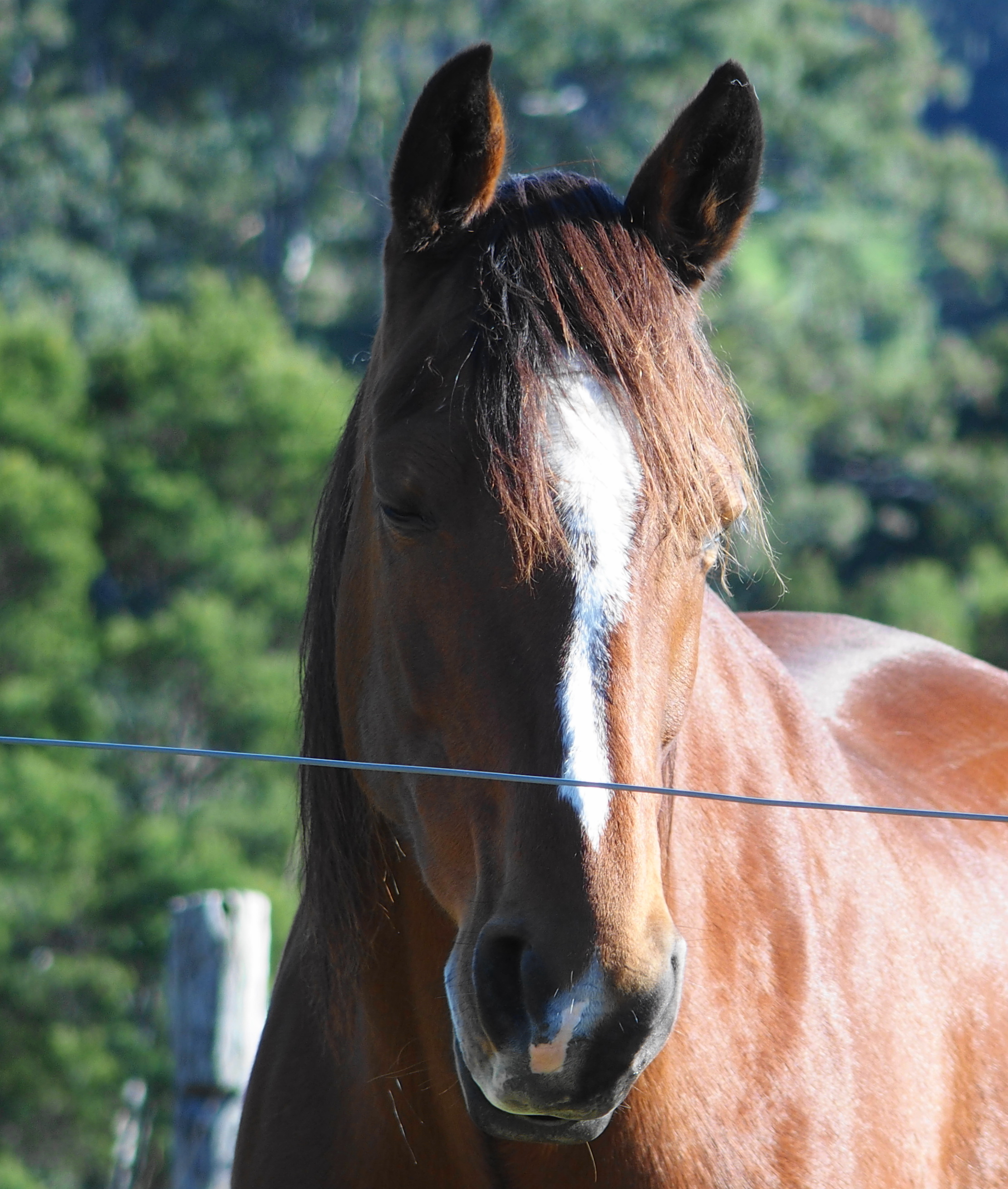 Part 3 – Ducati Joins Magnum! – HorseMagic