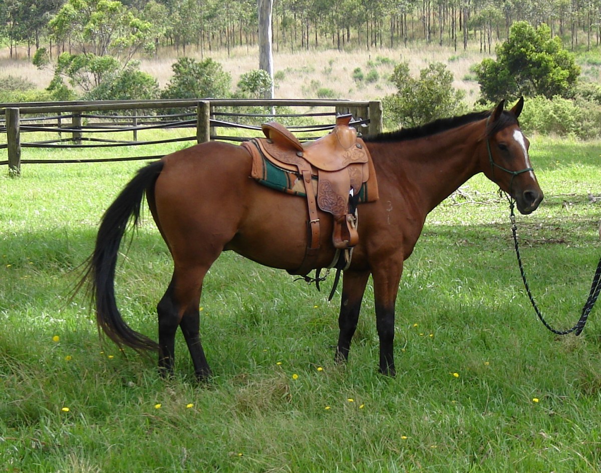 Part 8 – Parelli Games – and a new home for Ducati? – HorseMagic