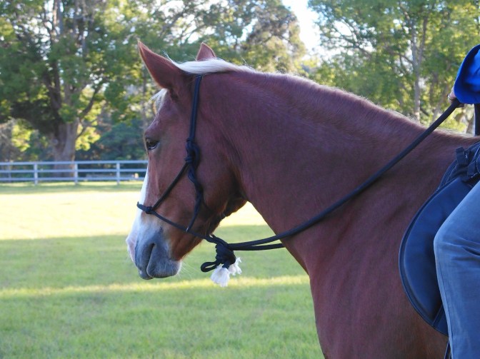 Part 7 – The Parelli Years – HorseMagic