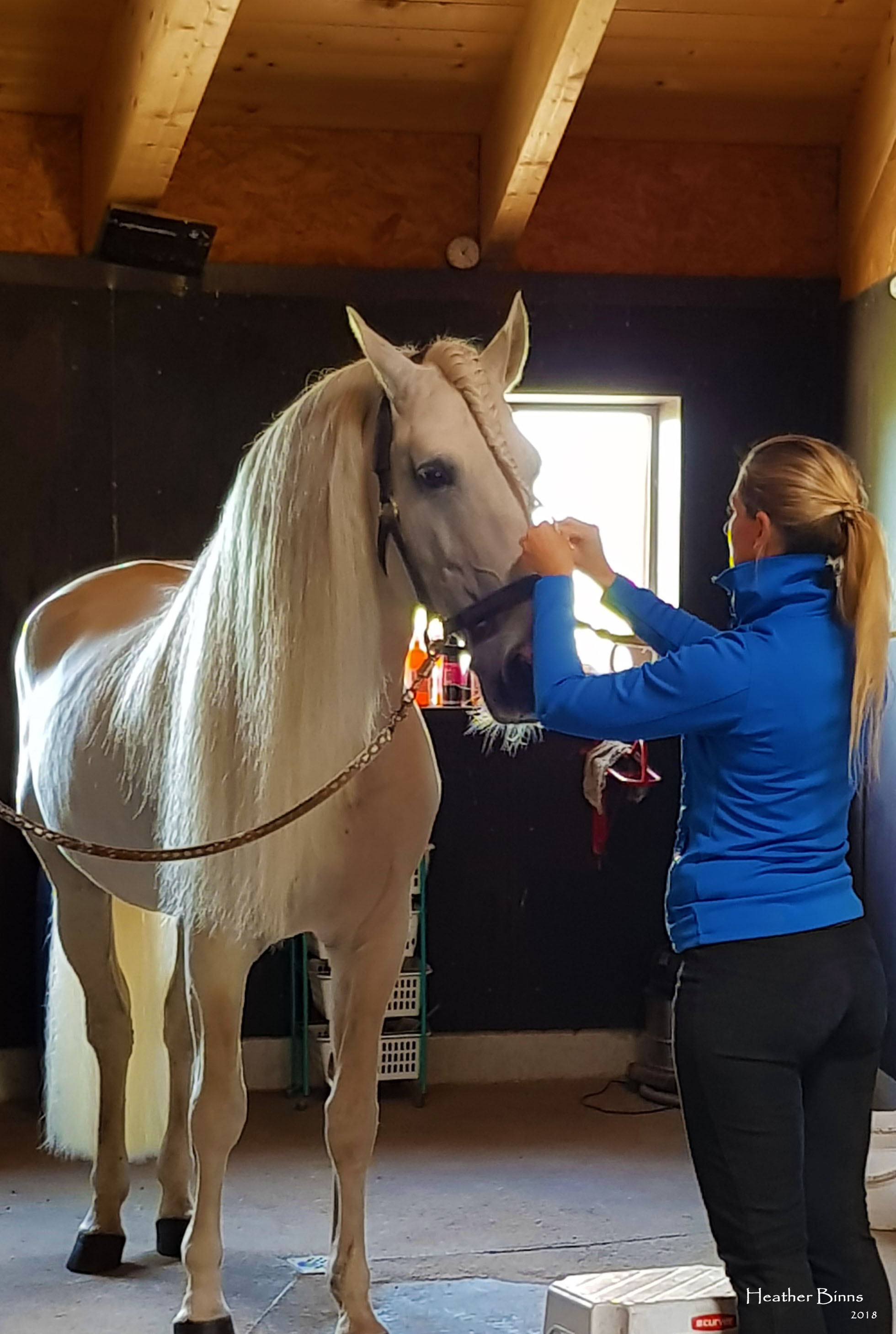 3. More Inspiration from Anja Beran – HorseMagic