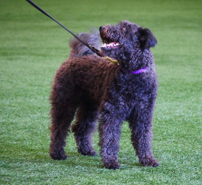 Part 112 – A Whirlwind USA/Canada Trip! – HorseMagic