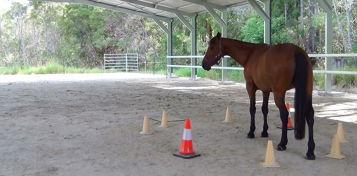 Part 128 – Ducati and the Cone Circle – Loopy Training – HorseMagic
