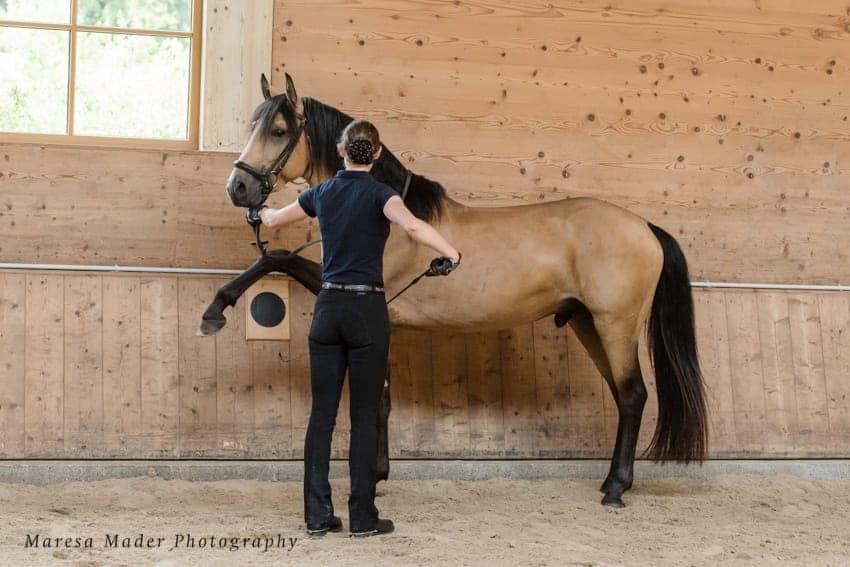 2. Anja Beran – Horses, Falconry and more.. – HorseMagic